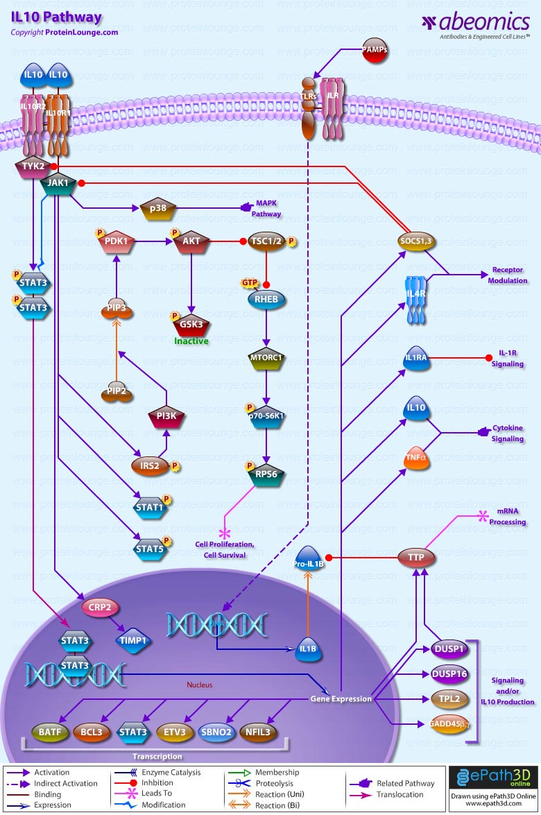 IL10 Pathway